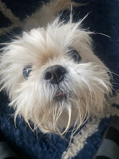 Store of Value, Unit of Account, and Medium of Exchange